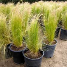 Feather Grass - Tips for a Successful Garden Series - Watch Us Grow